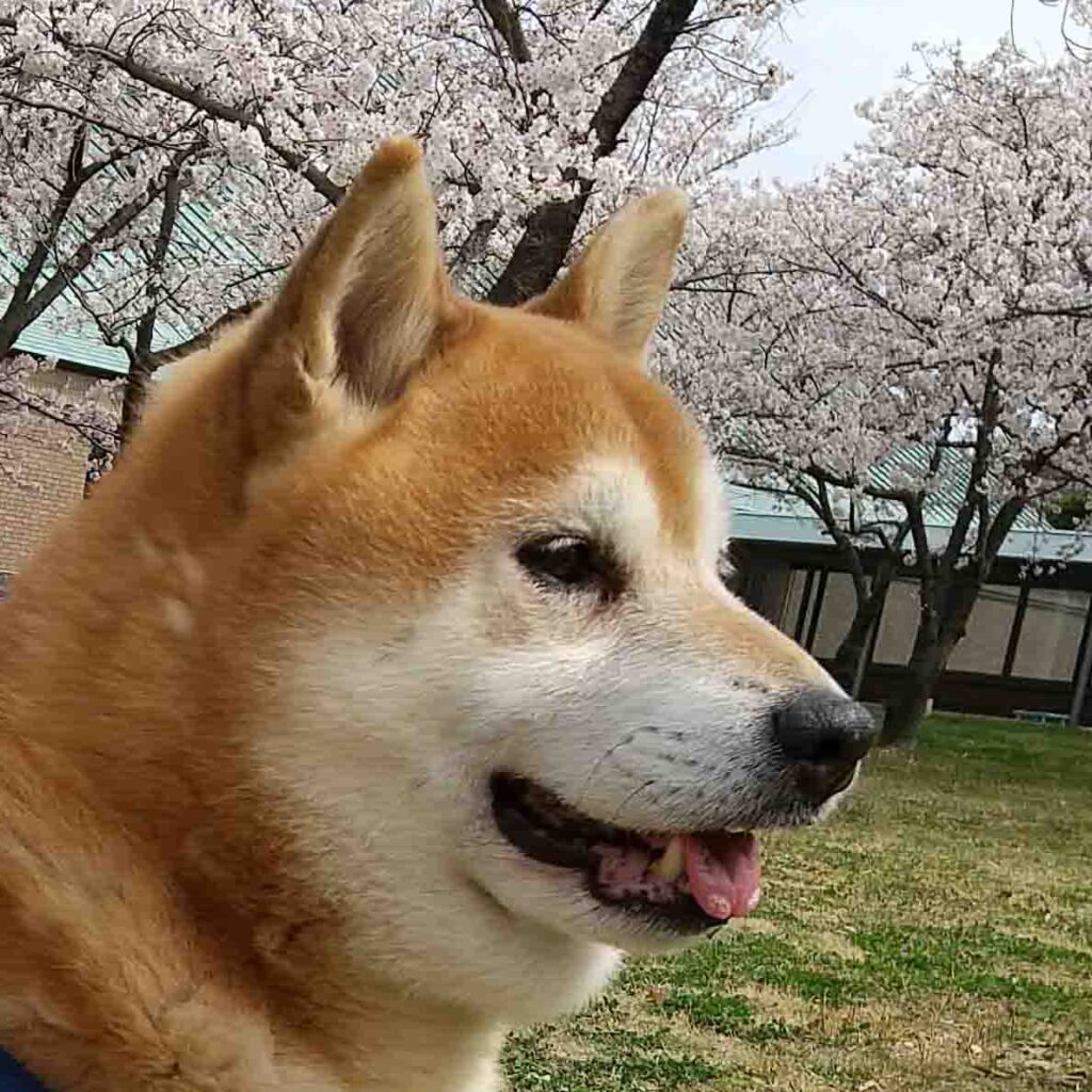 おいしいお茶を楽しめる読書空間 - Sibainu Relax Room