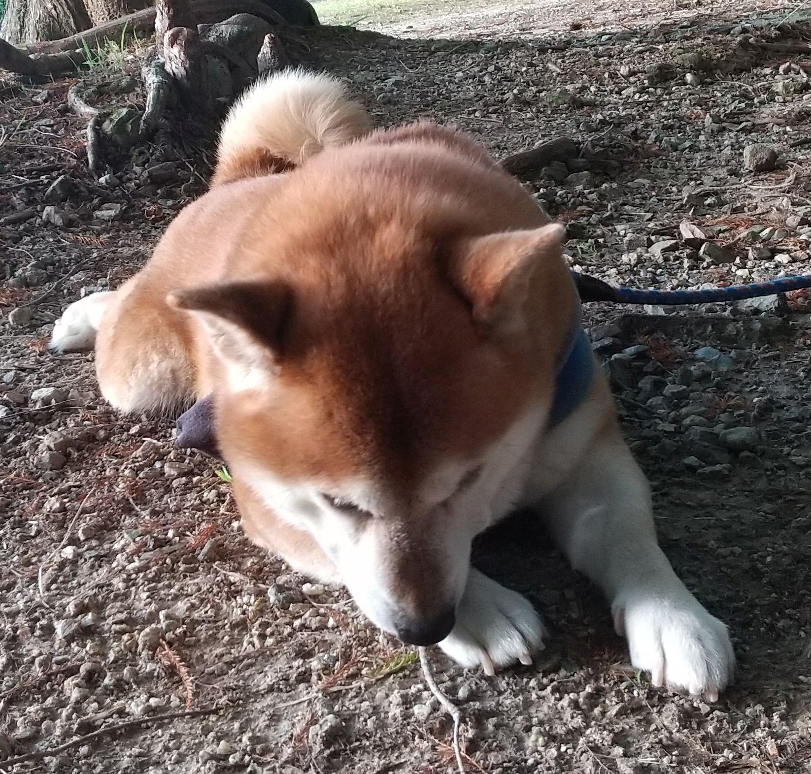 Python クロージャー - Sibainu Relax Room