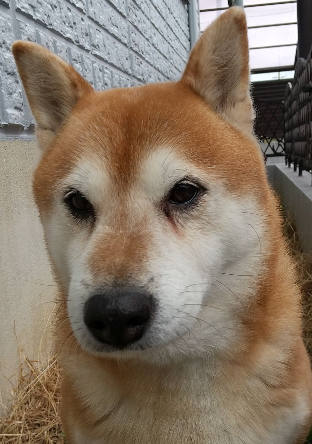 RUST をクイックソート 4 - Sibainu Relax Room