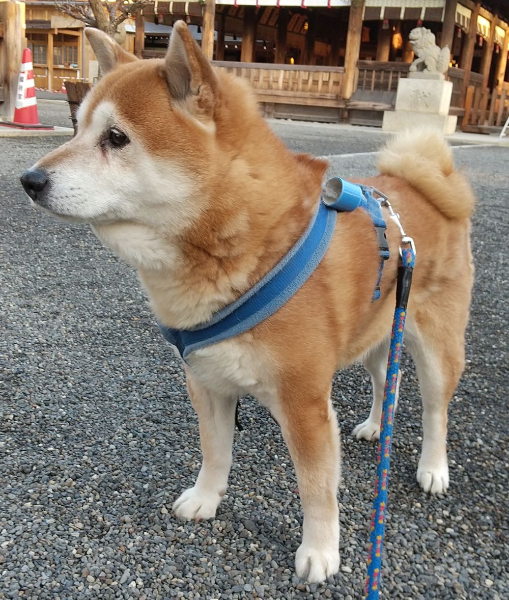 Django skeleton website 1 - Sibainu Relax Room