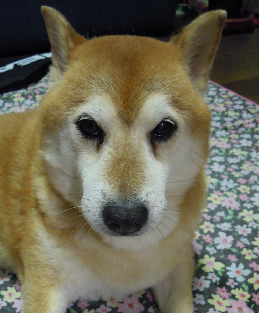 LibreOffice を WSH2 にインストール - Sibainu Relax Room